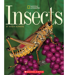 National Geographic: Insects by Robin Bernard