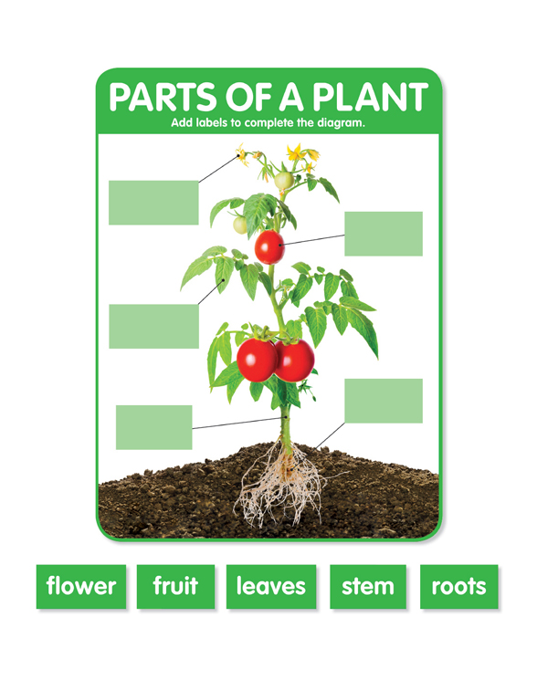 Early Science Concepts Bulletin Board by