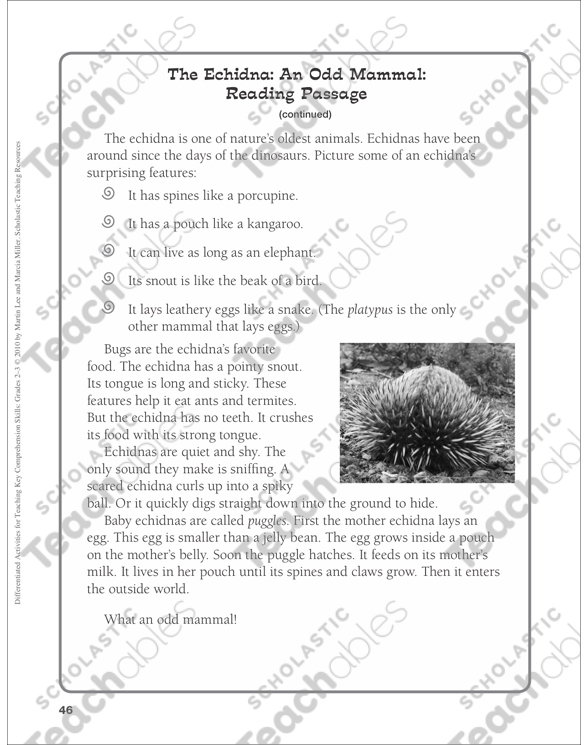 The Echidna, An Odd Mammal (Informational Article): Differentiated ...